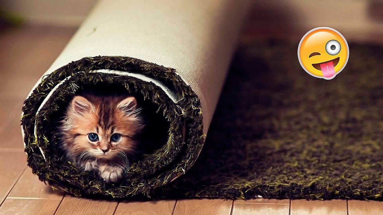 Top Funny Cute Cat Videos â 5 Youtube