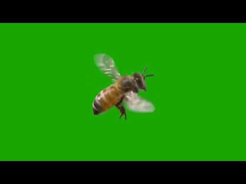 Bee Green Screen Effect 60 Fps 3 Youtube