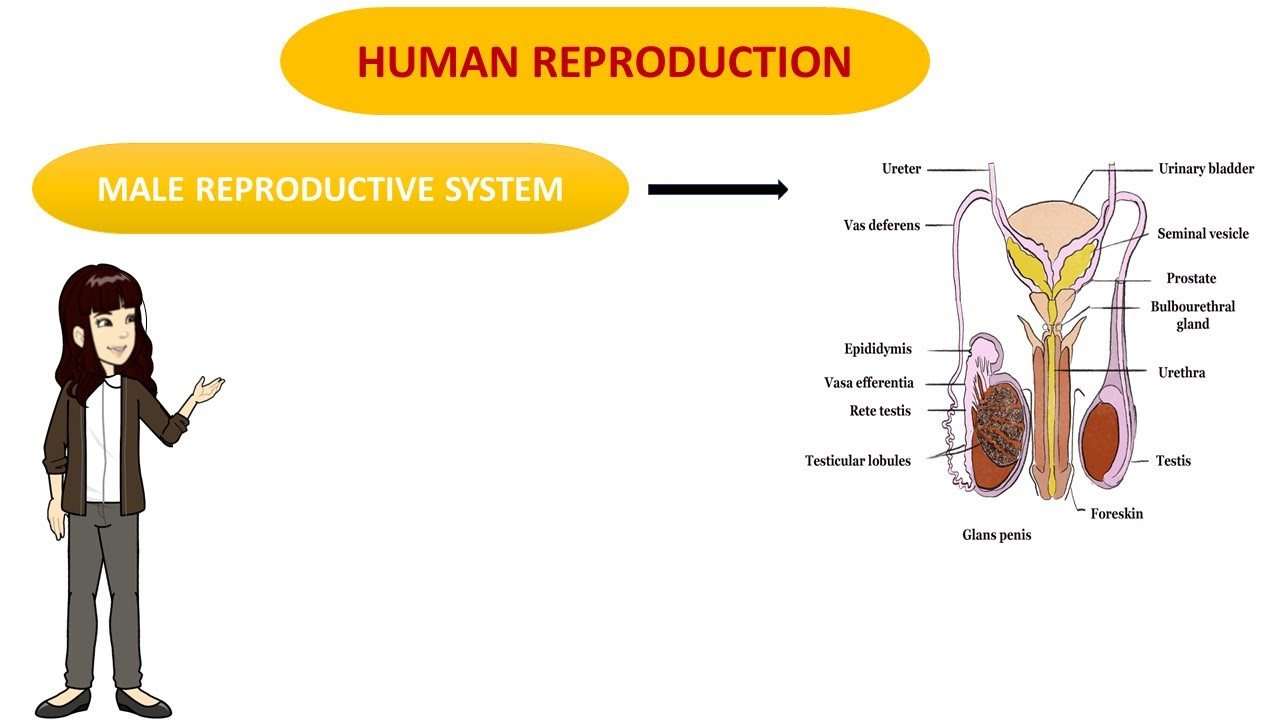 Reproduction Male Reproductive System Youtube