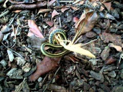 Praying Mantis Kills Snake Youtube