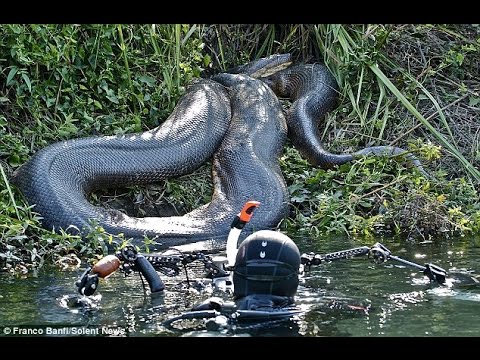 Anaconda Master Hunting Full Hd Youtube