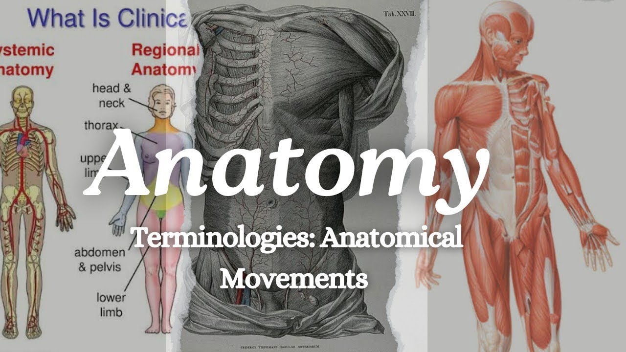 Anatomical Movements Explained рџ є Flexion Extension Body Movement