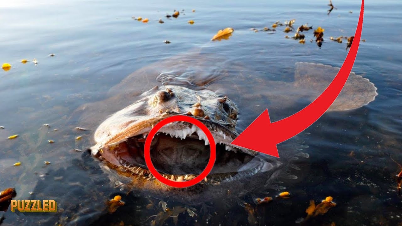 Top 10 Scariest Animals In The Ocean At Ken Escobar Blog