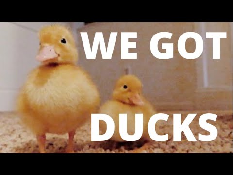 We Got Ducks Youtube