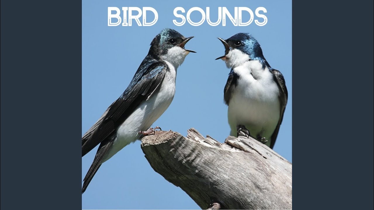 Bird Sounds Gentle Birds And Forest Stream For Relaxation Meditation