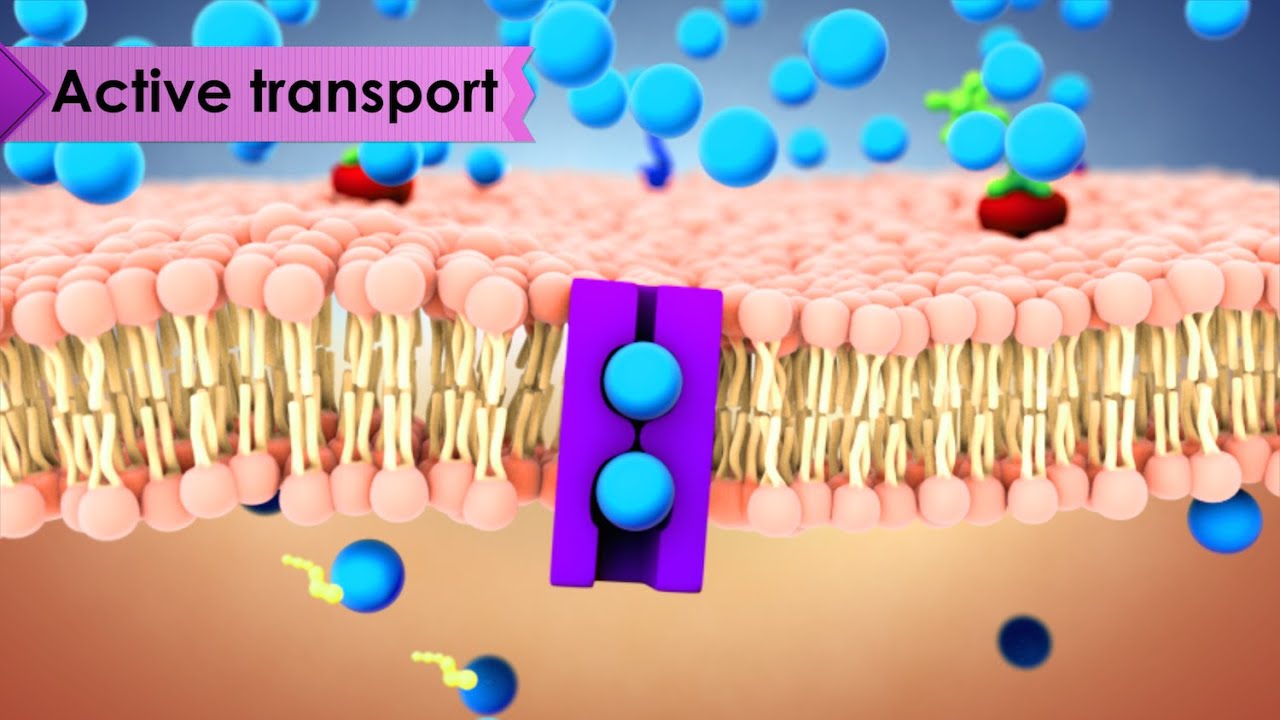 Biology Cell Transport Youtube