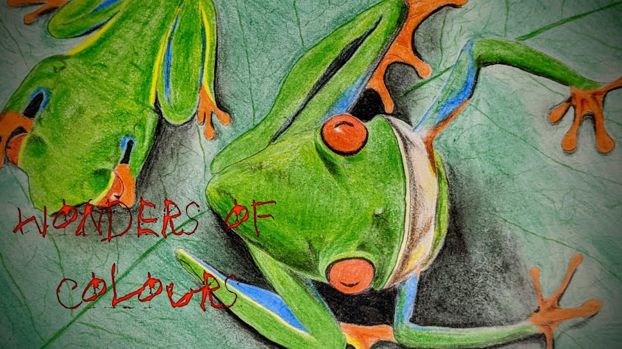 Easy Colour Pencil Drawing Frog Time Lapse Youtube