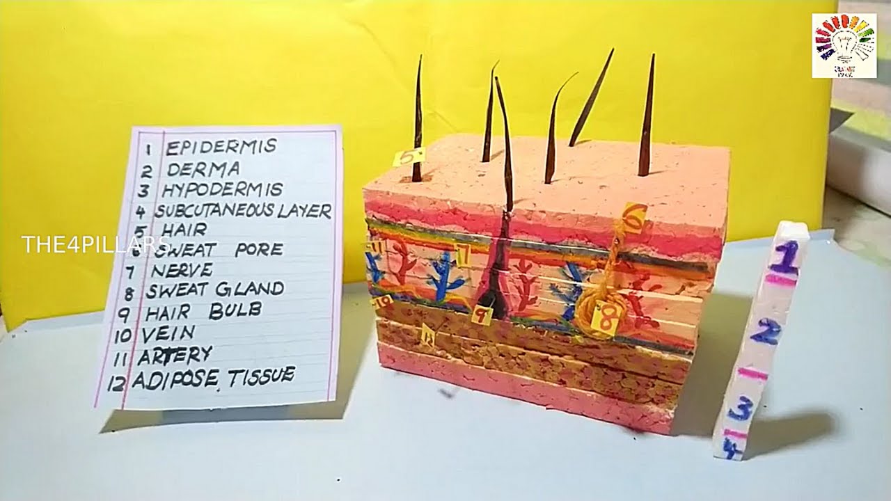 Integumentary System Model Project