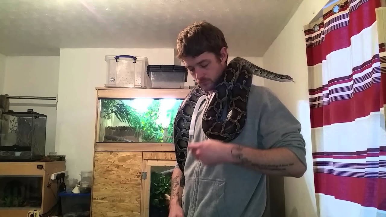 Burmese Python Handling Youtube