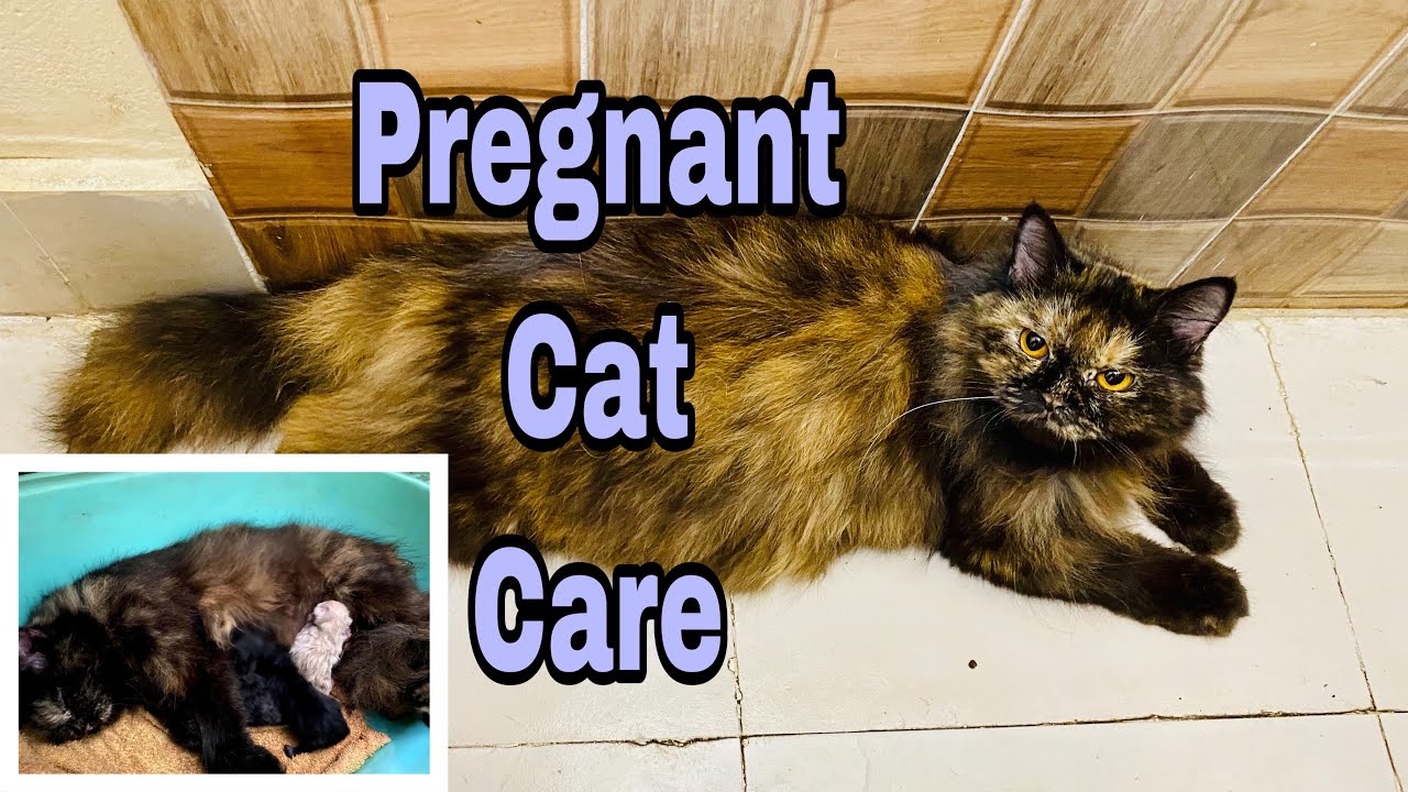 Pregnant Cat Care Tips For Pregnant Persian Cat How To Take Care Of