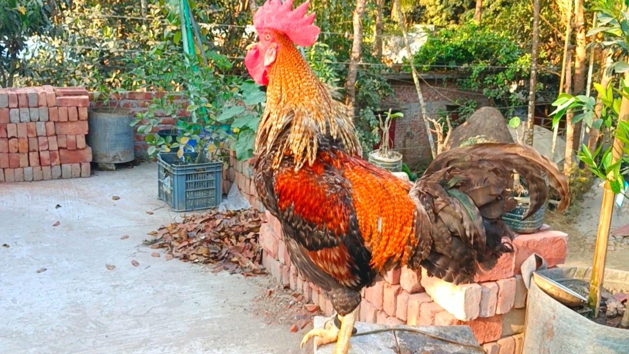 Rooster Crowing Youtube