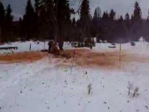 Exploding Tree Youtube