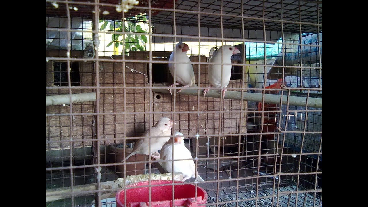 Java Sparrow Breeding Youtube