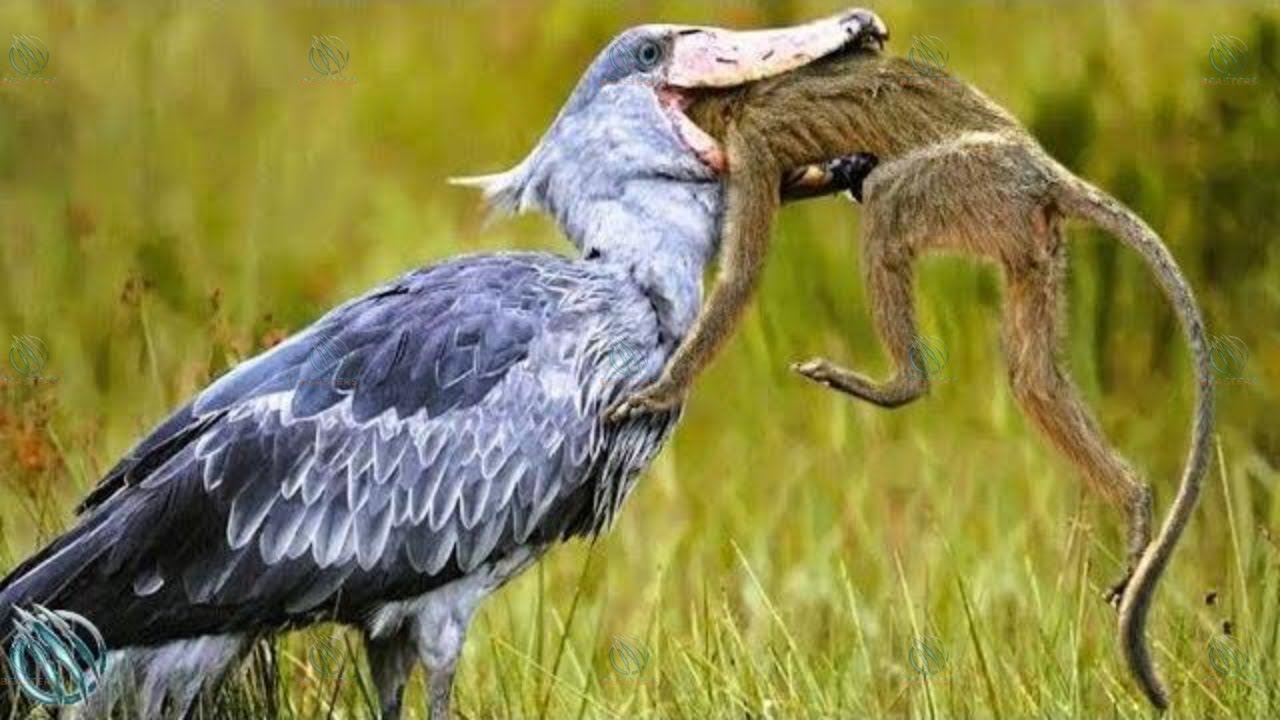 Shoebill Stork The Jurassic Master Hunter Of The Wetlands Shoebill