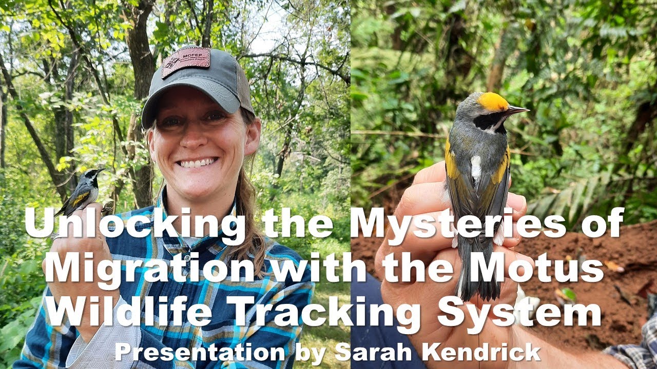 Unlocking The Mysteries Of Migration With The Motus Wildlife Tracking