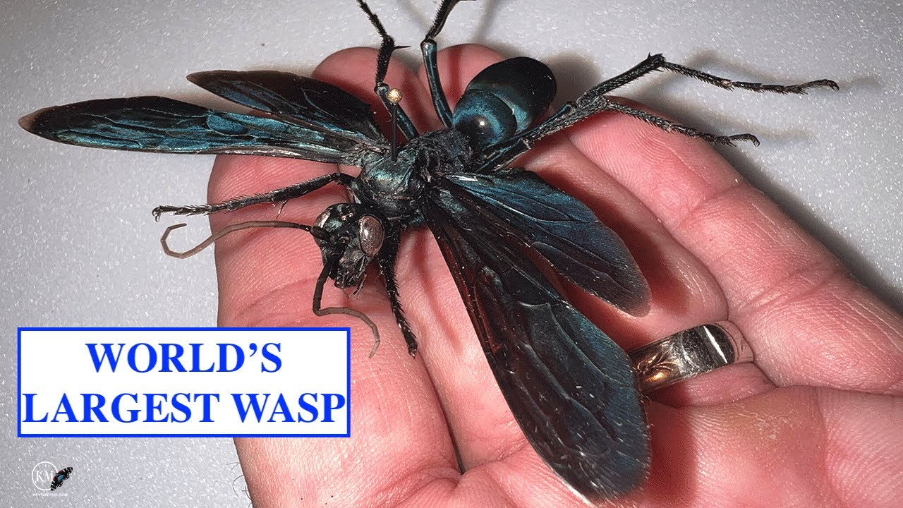The Largest Wasp In The World Kills Tarantulas Youtube