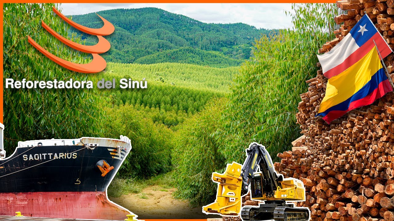 Primer Cargue De Madera En Buque Para Colombia Reforestadora Del Sinú