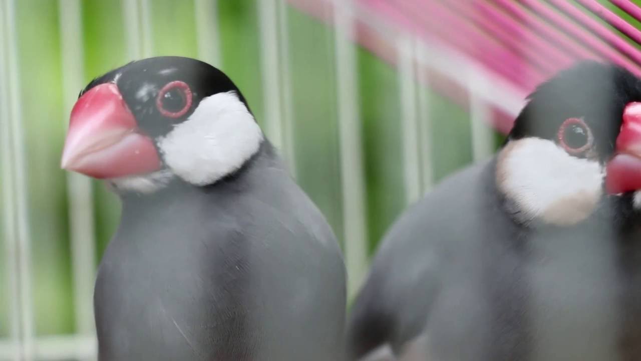 Java Bird Java Sparrow Breeding Youtube