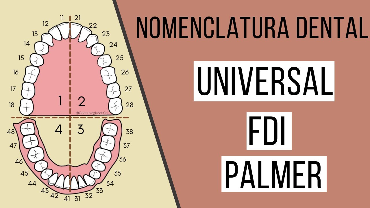 Nomenclatura Dental Fdi Universal Palmer Odontología Con Cri