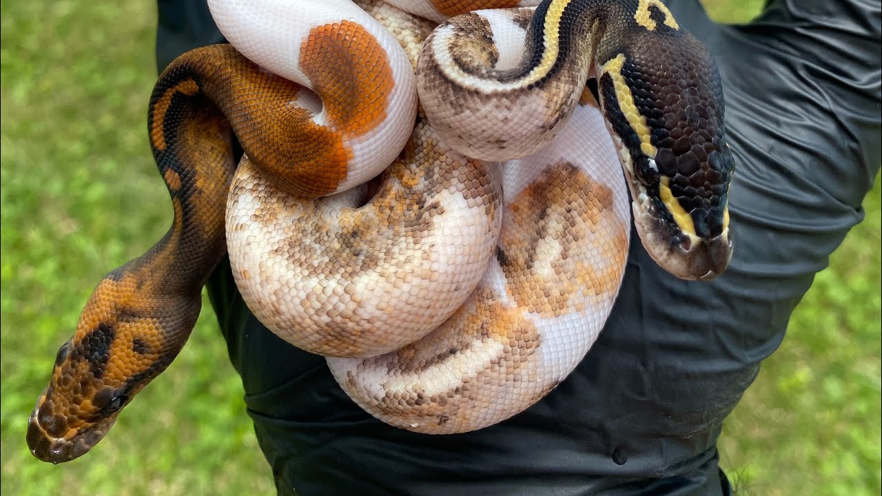 Update On Our First Ever Ball Python Clutch Youtube