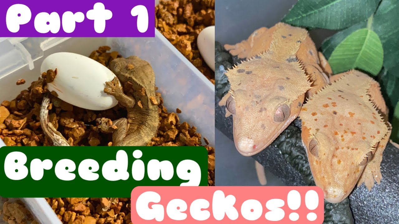 How To Breed Crested Geckos Part 1 Breeding And How To Prepare
