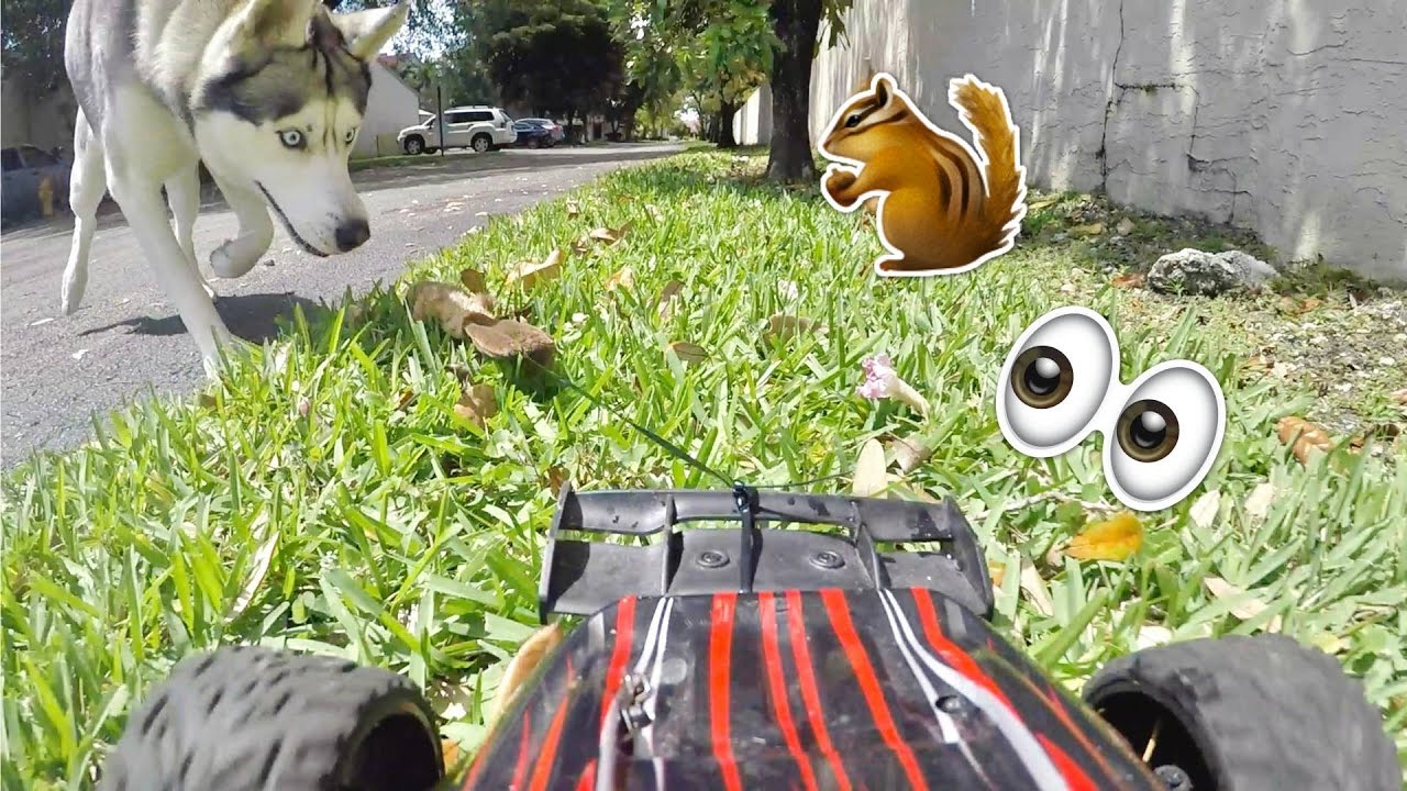 Husky Chases Toy Squirrel On Rc Car Youtube