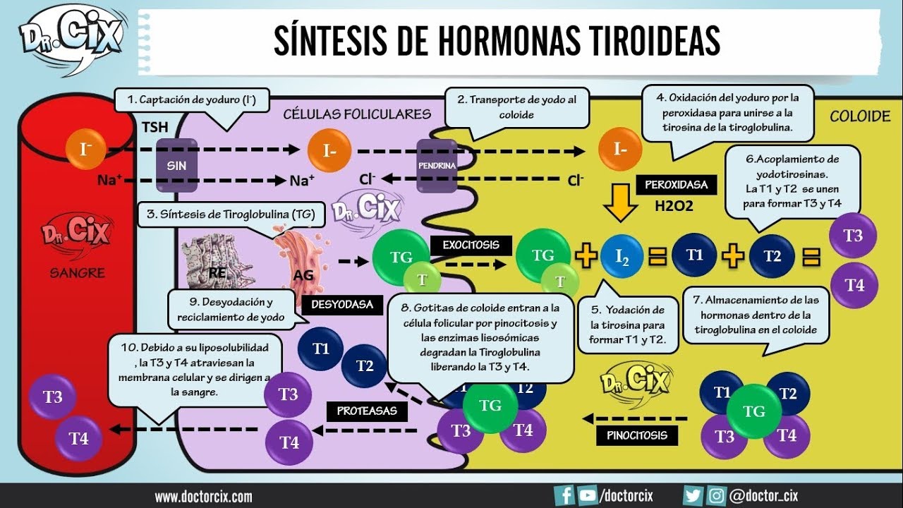 Síntesis De Hormonas Tiroideas Morfofisiología Youtube