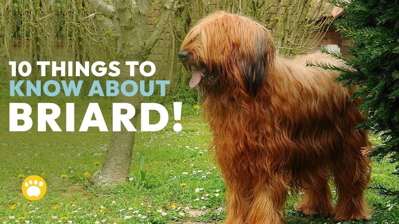 10 Things You Should Know About Briard Dogs Youtube