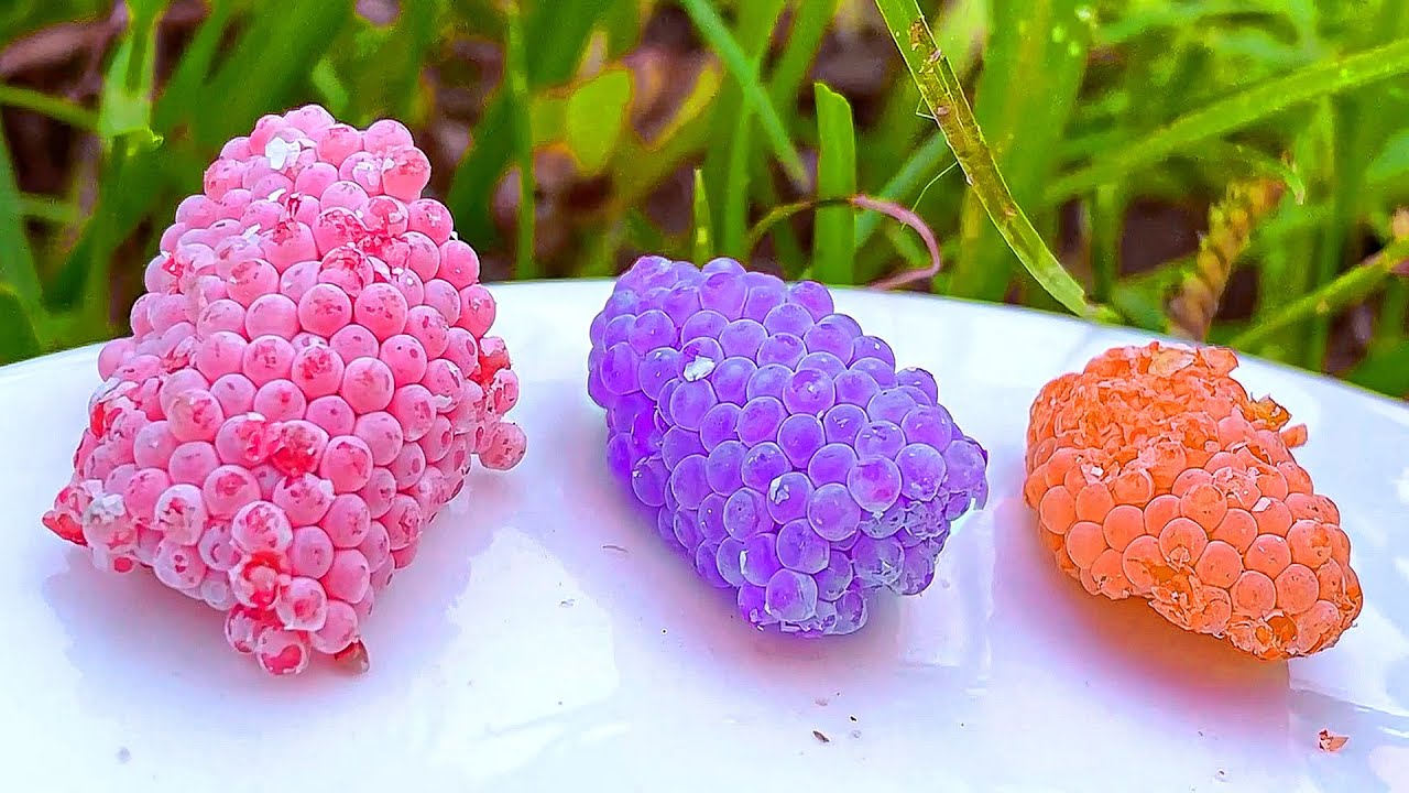 Asmr Crushed Snail Eggs Apple Snail Eggs 1 Hour Asmr Relaxing Hungry
