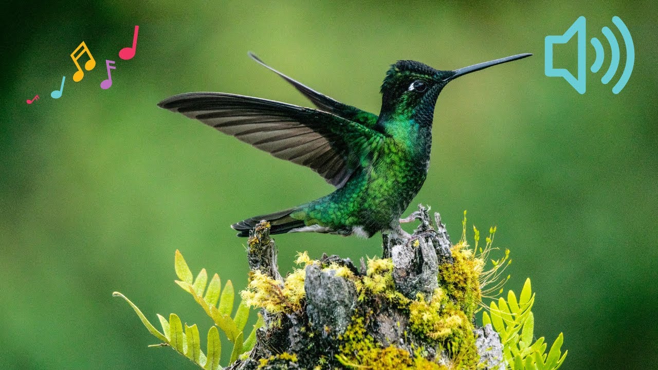 Hummingbird Sounds Voices And Wing Flapping Youtube