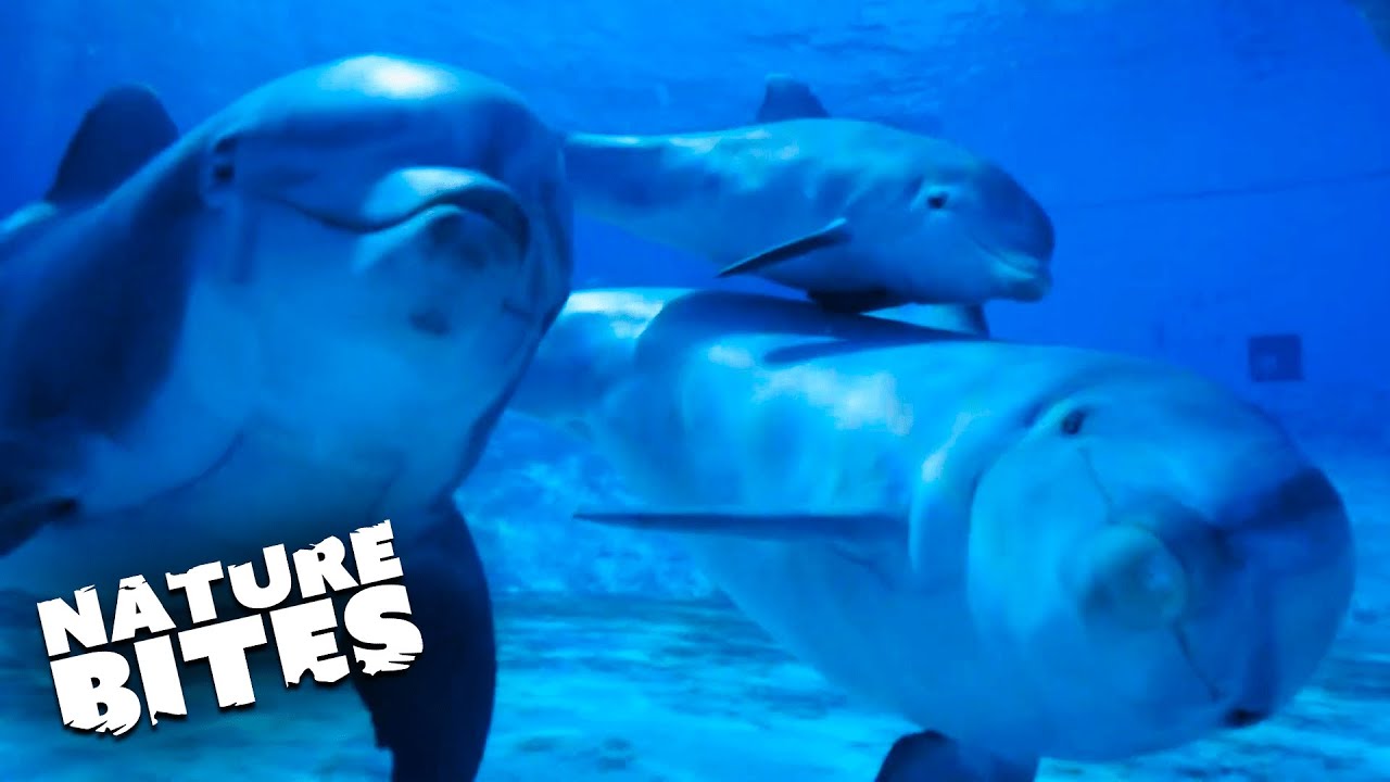 Incredible Dolphins Love Talking To Each Other Animal Conversations