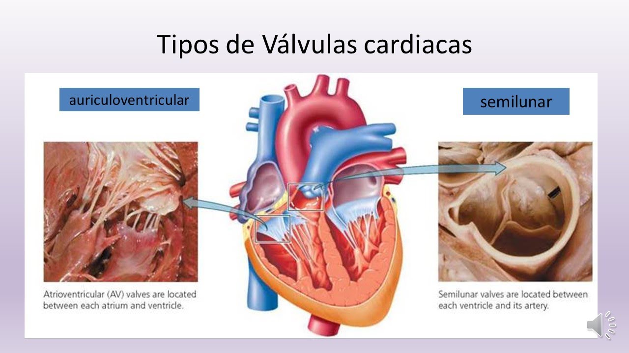Diagrama De Valvula Cardiaca Semilunar File Ciclo Cardíaco