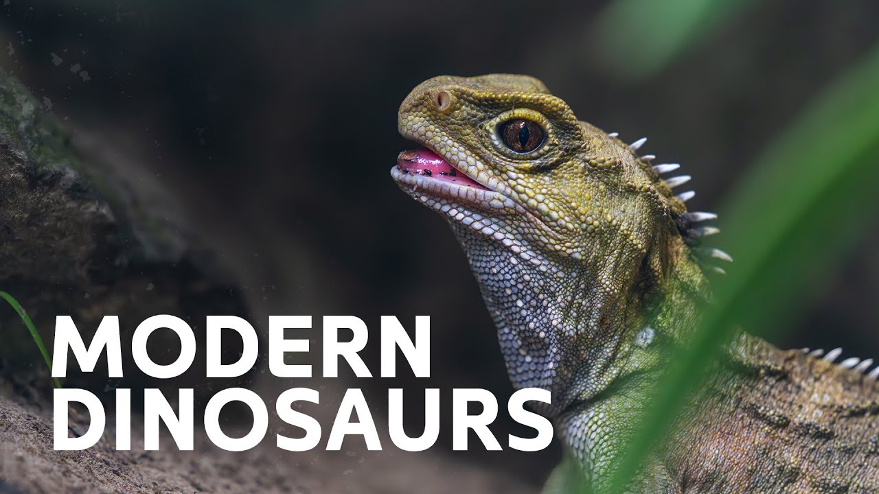 Do Modern Day Dinosaurs Exist Youtube