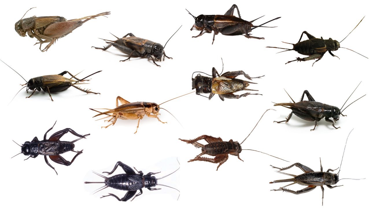 Types Of Cricket Shoes At Andrew Godina Blog