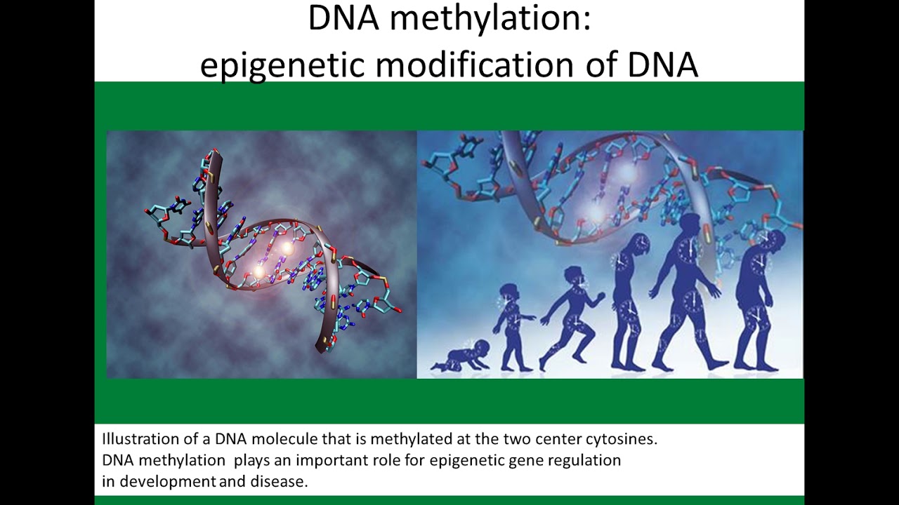 Epigenetic Clock Dna Test At Jared Harper Blog