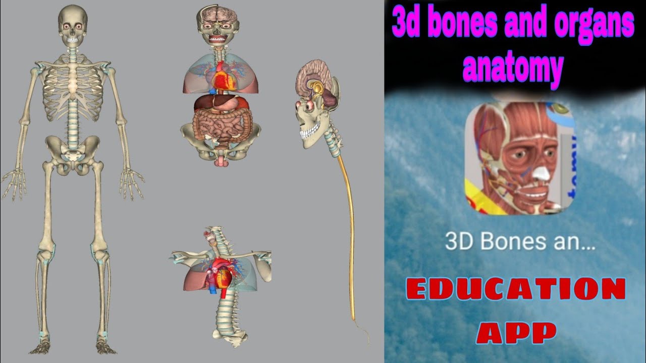 3d Anatomy App Video Youtube