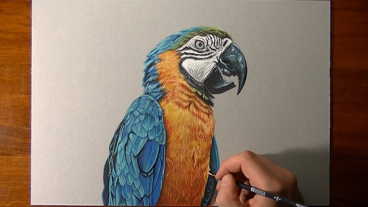 Parrot Drawing Youtube