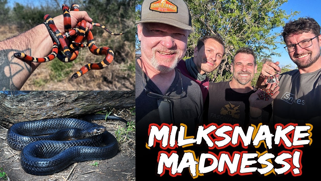 Flipping Tin For Snakes In South Texas Milksnakes Indigos And More