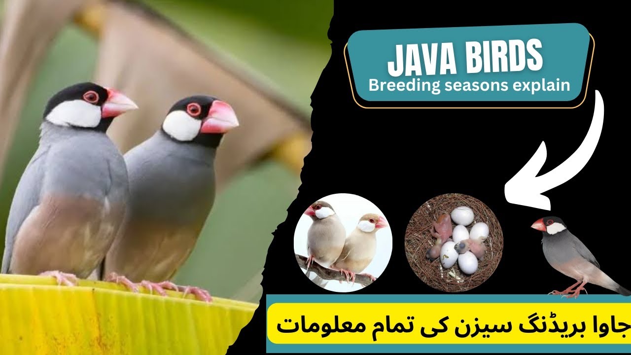 Java Birds Breeding Season Java Sparrow Breeding Tips Information