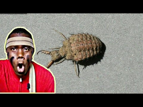 Wild A Savage Cold Blood Killer Antlion Youtube