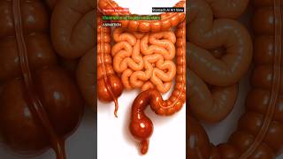 Illustration Of Digestive System 3d Human Anatomy Animation Stomach Ai