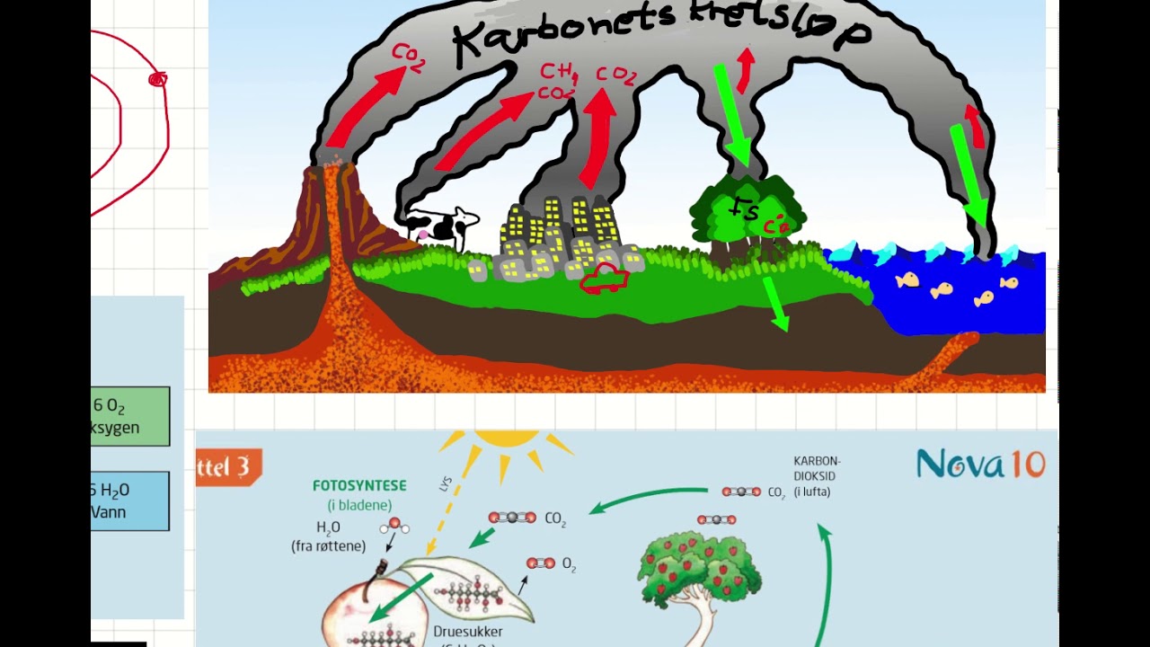 Karbonkretsløpet Forklart Av Kristine Youtube