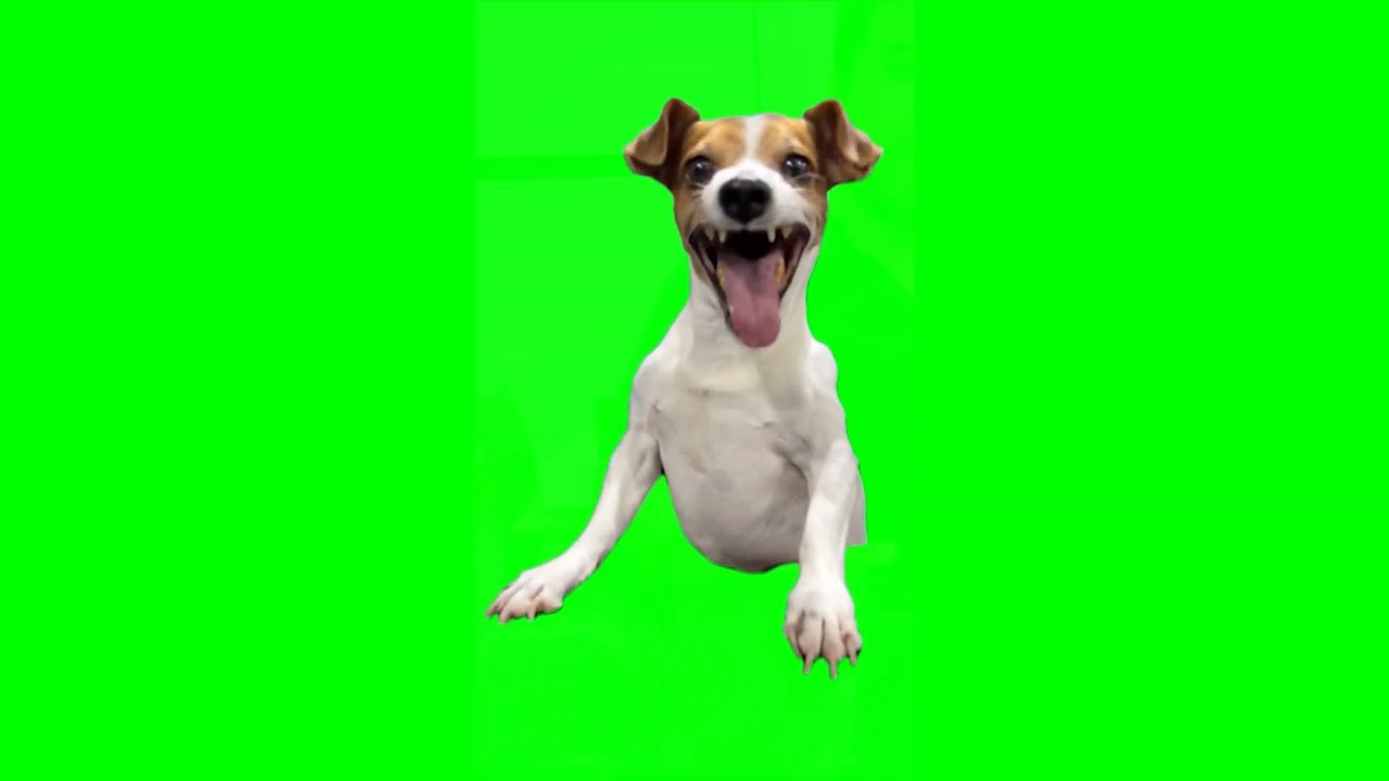 All Dog Meme Green Screen No Copyright Dog Laughing Crying Meme