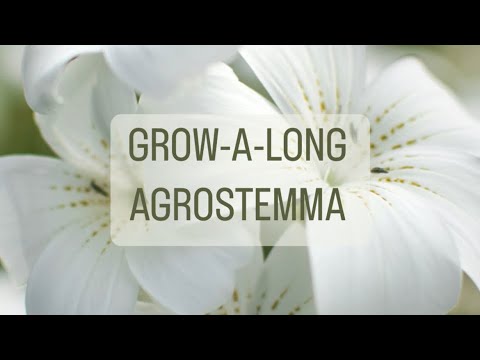 Grow A Long Agrostemma Githagos Youtube