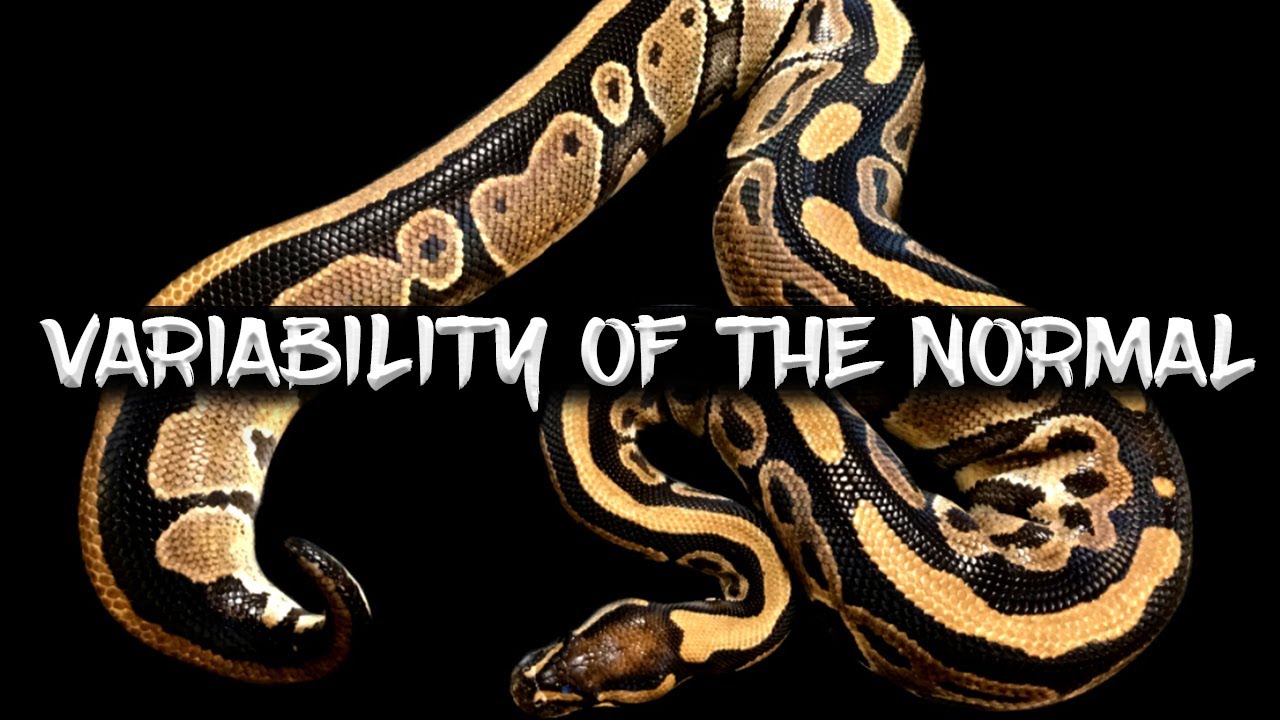 The Variability Of The Normal Ball Python Youtube