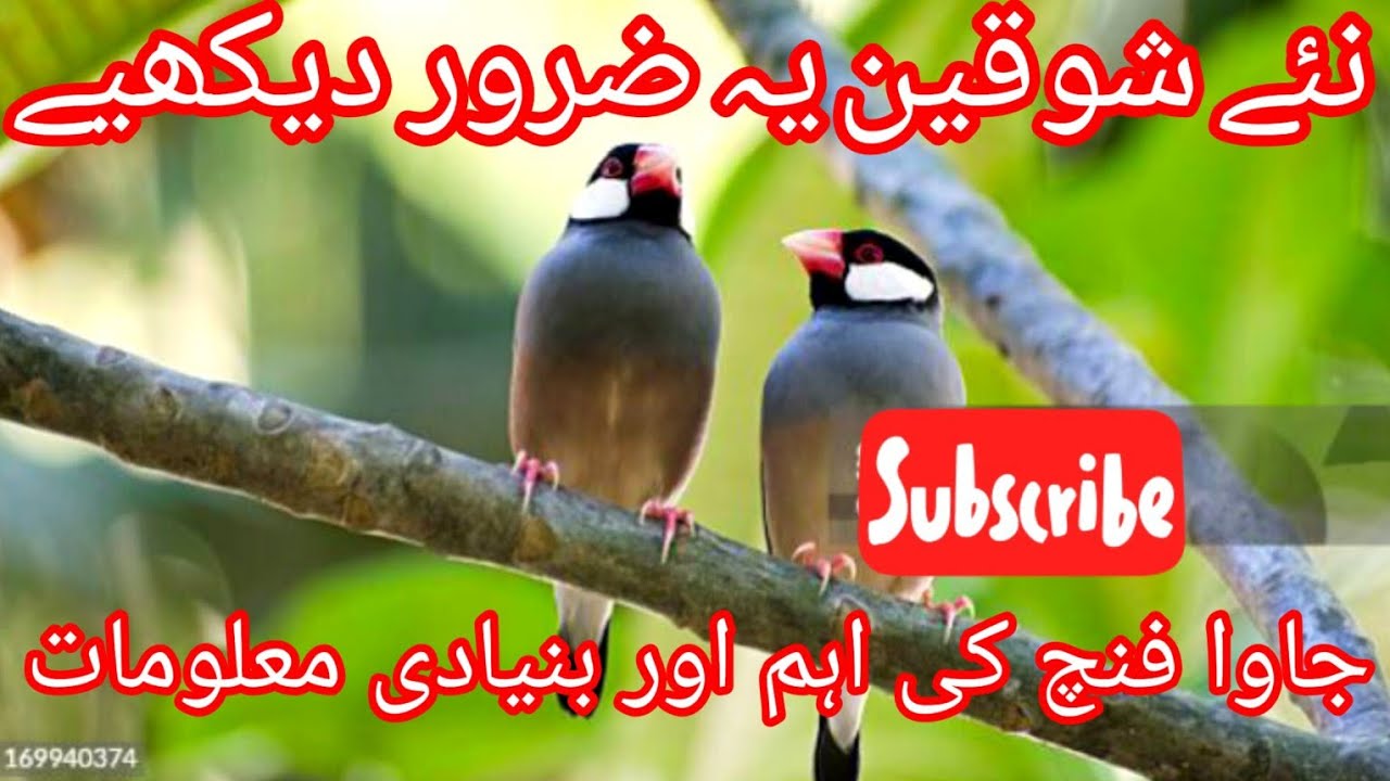 Java Bird Breeding Tips Youtube