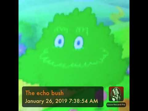 The Echo Bush Youtube