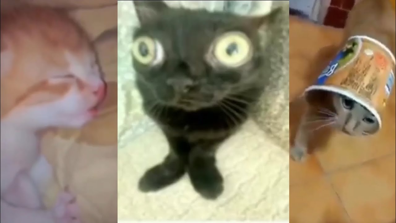 Compilation Cats Part 2 Youtube