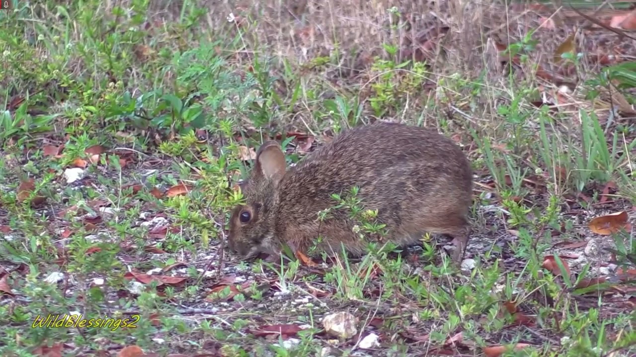 Burmese Python Documentary Youtube