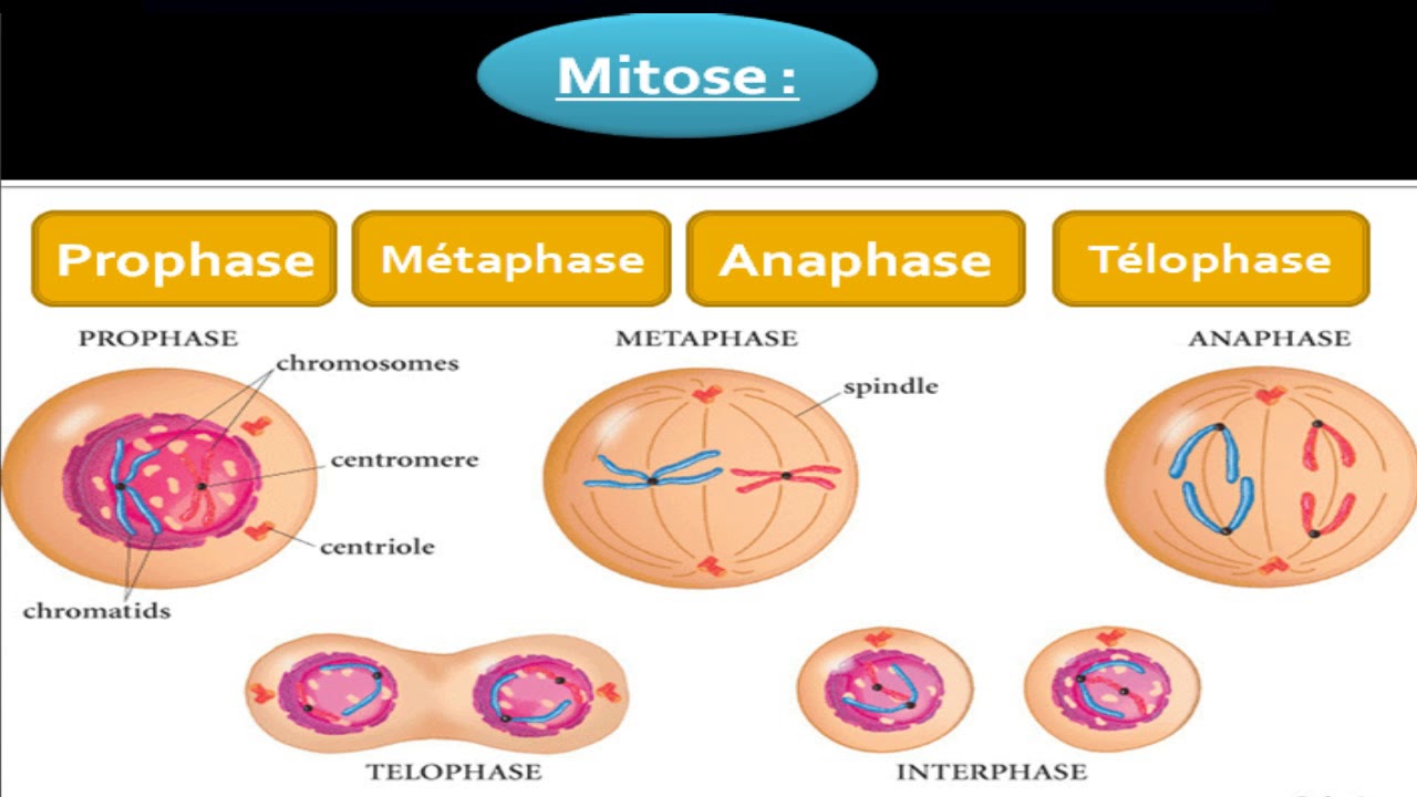 Biologie Cellulaire La Mitose Youtube